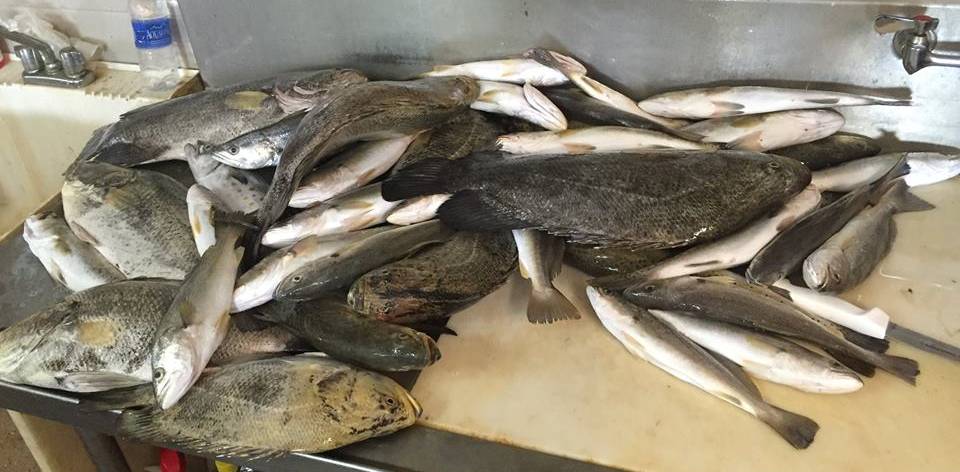 Cedar key, Florida Fish Market Robinson Seafood. Wholesale and Retail ...